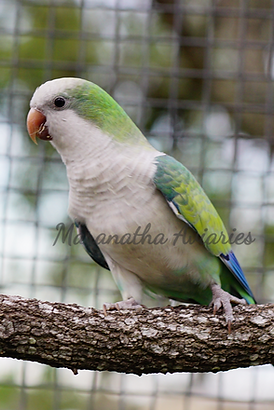 Quaker Colour Mutations | Maranatha Aviaries | Brisbane Conure Breeder